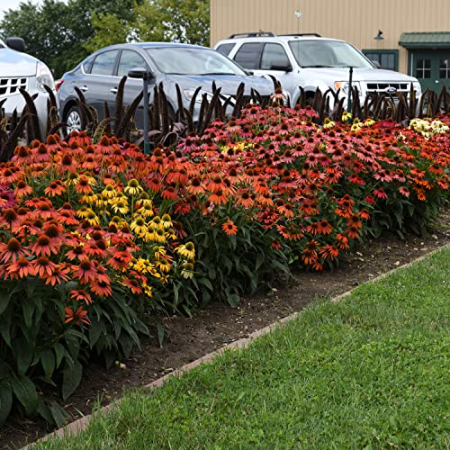 Outsidepride Echinacea Purpurea Purple Coneflower Cheyenne Spirit Garden Cut Flower Seed Mix - 20 Seeds