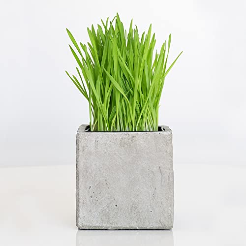Back to the Roots Organic Wheatgrass Seeds β 2lb Non-GMO Value Pack; Great for Growing Nutritious Wheatgrass, Also Catgrass (Natural Hairball Remedy for Cats)