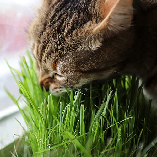 Back to the Roots Organic Wheatgrass Seeds β 2lb Non-GMO Value Pack; Great for Growing Nutritious Wheatgrass, Also Catgrass (Natural Hairball Remedy for Cats)