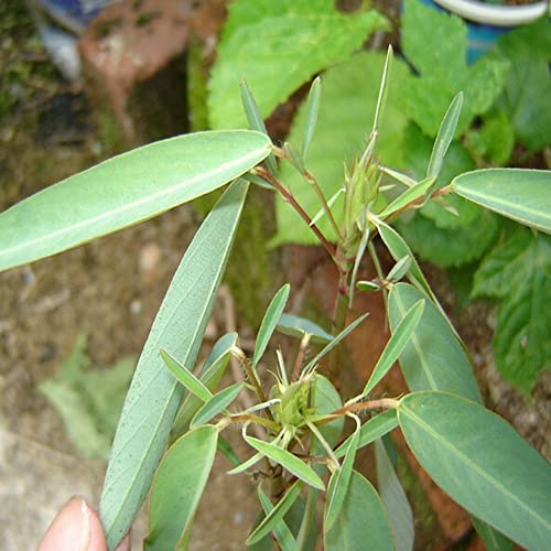 CHUXAY GARDEN Telegraph Plant Seed,Codariocalyx Motorius,Dancing Plant 20 Seeds Striking Landscaping Plant Great for Garden