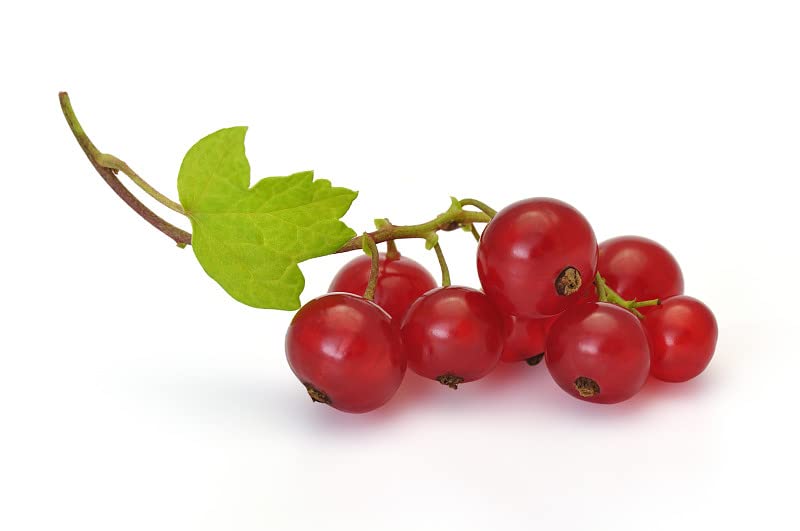 Bobby Courtyard 100 Pcs Red Lake Currant Seeds Currant Ribes Fruit Shrub Seeds - Fruit Tree Plant Seeds for Planting Home Garden