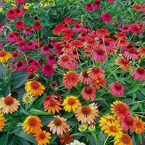 MOKALALA 100 Pcs Purple Coneflower Seeds | Non-GMO | Echinacea Seeds for Planting Home Garden