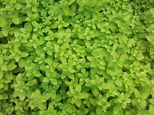 TKE Farms - Marjoram Seeds for Planting, 500 mg approxi. 2000 Seeds, Origanum majorana