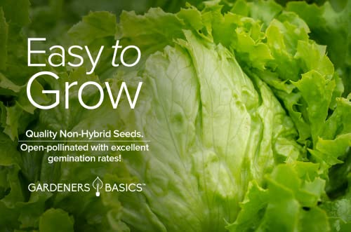 Iceberg Lettuce Seeds for Planting - (Head) Heirloom, Non-GMO Vegetable Variety- 2 Grams Seeds Great for Spring, Summer, Fall, Winter Garden and Hydroponics by Gardeners Basics