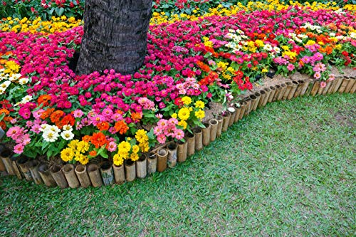 Zinnia Flower Seeds Mixed Bulk California Giant Packet of 800 Seeds!