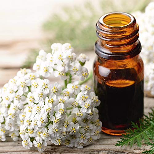 Outsidepride Perennial Achillea Millefolium Yarrow White Wild Flower & Herb Garden Plant - 1/4 LB