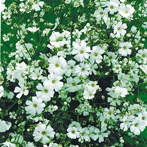 Baby's Breath Flowers, 2000+ Heirloom Flower Seeds Per Packet, (Isla's Garden Seeds), Non GMO Seeds, Botanical Name: Gypsophila