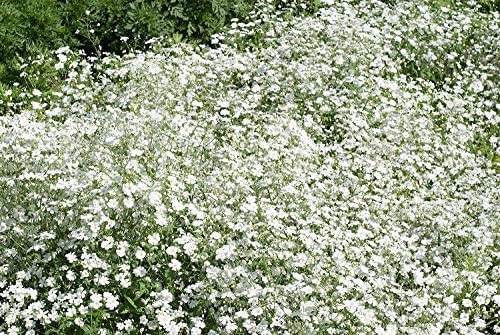 Baby's Breath Flowers, 2000+ Heirloom Flower Seeds Per Packet, (Isla's Garden Seeds), Non GMO Seeds, Botanical Name: Gypsophila