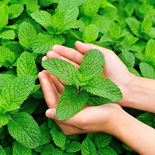 Peppermint (Mentha × piperita) 30mg Seeds for Planting, Marathi, Vilayati pudina, Asian Mint, Chinese Peppermint “Bohe”, Open Pollinated, Non GMO, Vegetable Garden