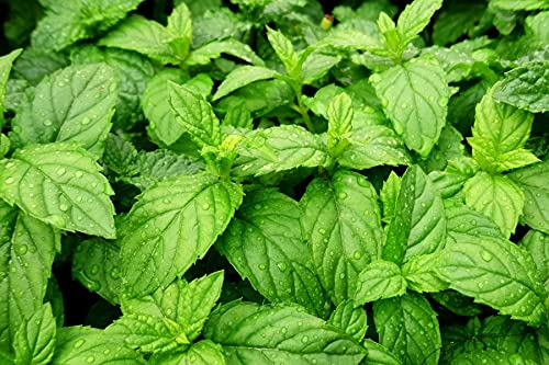 Peppermint (Mentha × piperita) 30mg Seeds for Planting, Marathi, Vilayati pudina, Asian Mint, Chinese Peppermint “Bohe”, Open Pollinated, Non GMO, Vegetable Garden