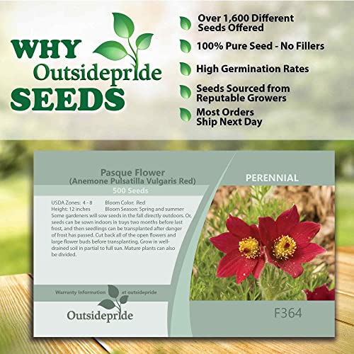 Outsidepride Anemone Pulsatilla Red Pasque Garden Flower Plant Seeds - 500 Seeds