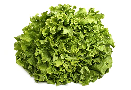 Green Ice Leaf Lettuce Seeds for Planting, 1000+ Heirloom Seeds Per Packet, (Isla's Garden Seeds), Non GMO Seeds, Botanical Name: Lactuca Sativa, Great Home Garden Gift