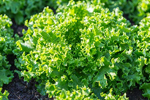 Green Ice Leaf Lettuce Seeds for Planting, 1000+ Heirloom Seeds Per Packet, (Isla's Garden Seeds), Non GMO Seeds, Botanical Name: Lactuca Sativa, Great Home Garden Gift