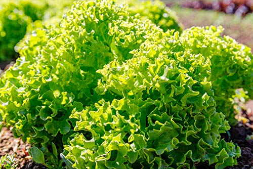 Green Ice Leaf Lettuce Seeds for Planting, 1000+ Heirloom Seeds Per Packet, (Isla's Garden Seeds), Non GMO Seeds, Botanical Name: Lactuca Sativa, Great Home Garden Gift