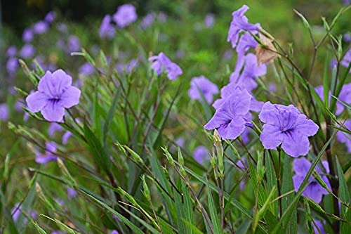 6 Purple Mexican Petunia Plants - Ruellia Brittoniana Perennial Well Rooted Plants Shrub Garden