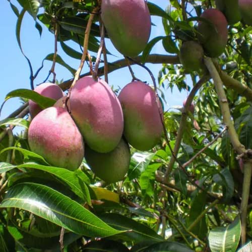 CHUXAY GARDEN Pink Green Mango Fruit Seed 2 Seeds Tropical Tree Edible Fruit Gardening Gifts Holiday Gift