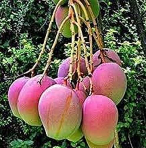 CHUXAY GARDEN Pink Green Mango Fruit Seed 2 Seeds Tropical Tree Edible Fruit Gardening Gifts Holiday Gift