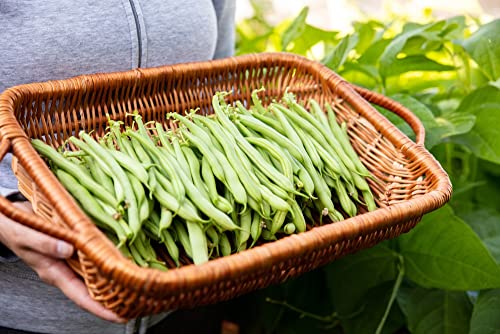 Roma II Italian Bush Bean Seeds for Planting, 30+ Heirloom Seeds Per Packet, (Isla's Garden Seeds), Non GMO Seeds, Botanical Name: Phaseolus vulgaris, Great Home Garden Gift