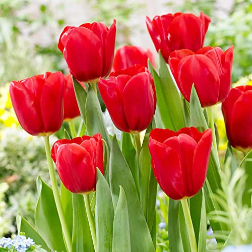 QAUZUY GARDEN Red Matador Jumbo Tulip 100 Seeds Liliaceae Perennial Showy Stunning Spring Bulbs Seeds for Garden Home Striking Flower Easy to Grow