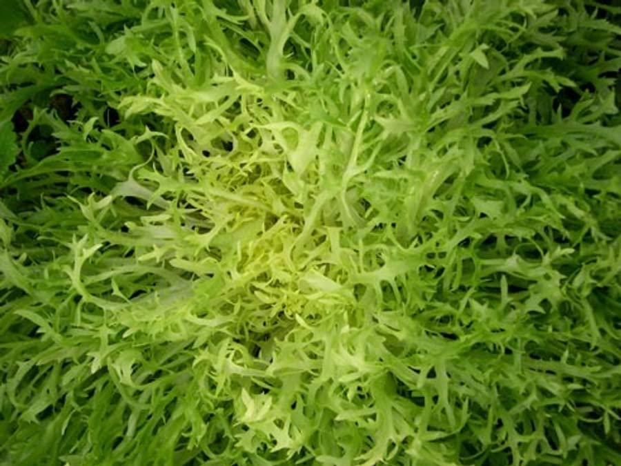 800 Tres Fine Endive Seeds for Planting Chicory Seed Heirloom Non GMO 2+ Grams of Seeds Garden Vegetable Bulk Survival