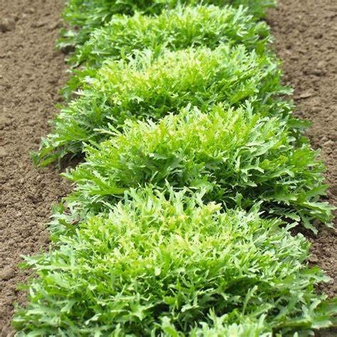 800 Tres Fine Endive Seeds for Planting Chicory Seed Heirloom Non GMO 2+ Grams of Seeds Garden Vegetable Bulk Survival