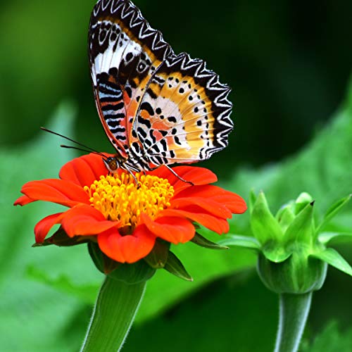 Outsidepride Tithonia Speciosa Red Mexican Sunflower Garden Cut Flowers - 2000 Seeds