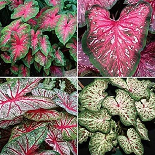 Caladium Garden Mix (18 Small Bulbs). Now Shipping !