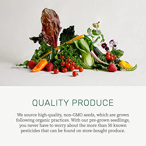 Lettuce Grow Outdoor Seedlings Bundle - Live Plants to Kickstart Outdoor Growing - Not Seeds or Pods - Living Plants for Hydroponic Growing Systems or Traditional Gardens - Non-GMO