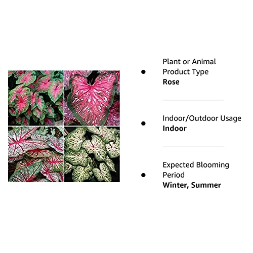 Caladium Garden Mix (18 Small Bulbs). Now Shipping !