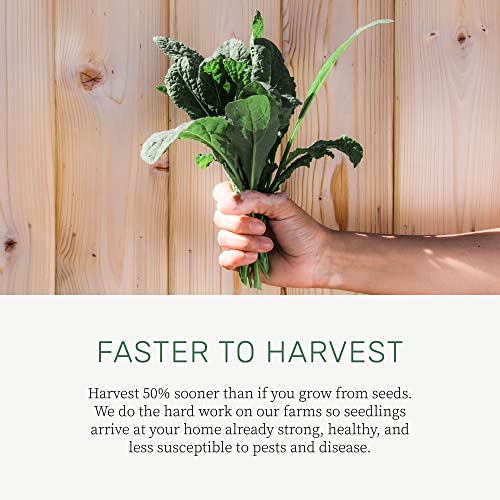 Lettuce Grow Outdoor Seedlings Bundle - Live Plants to Kickstart Outdoor Growing - Not Seeds or Pods - Living Plants for Hydroponic Growing Systems or Traditional Gardens - Non-GMO