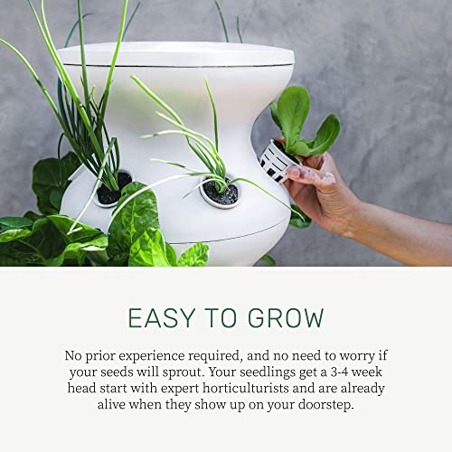 Lettuce Grow Outdoor Seedlings Bundle - Live Plants to Kickstart Outdoor Growing - Not Seeds or Pods - Living Plants for Hydroponic Growing Systems or Traditional Gardens - Non-GMO