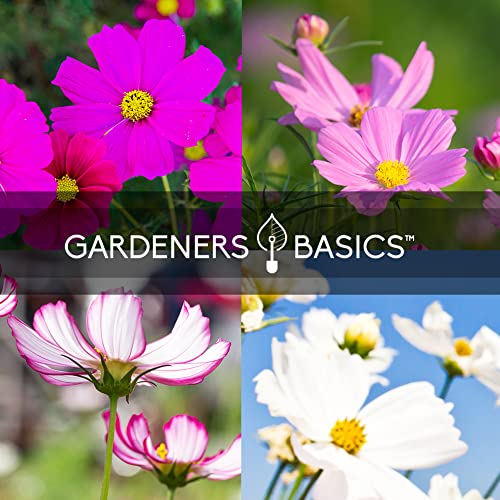 Cosmos Seeds for Planting Outdoors Flower Seeds (4 Variety Pack) Cosmos Candystripe, Sensation Mix, Dazzler, Purity Pink and White Varieties for Bees, Pollinators Wildflower Seed by Gardeners Basics
