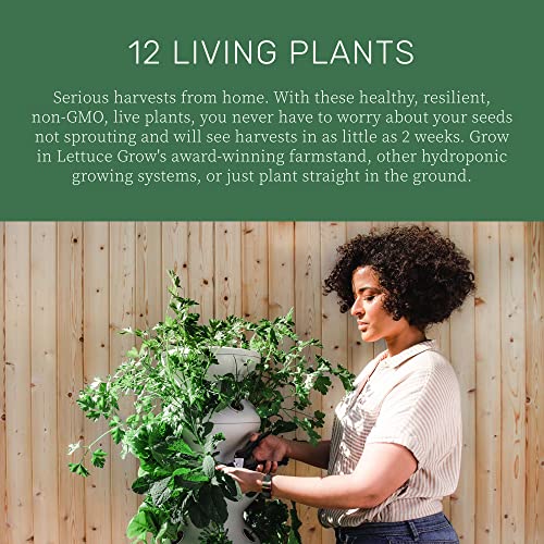 Lettuce Grow Outdoor Seedlings Bundle - Live Plants to Kickstart Outdoor Growing - Not Seeds or Pods - Living Plants for Hydroponic Growing Systems or Traditional Gardens - Non-GMO