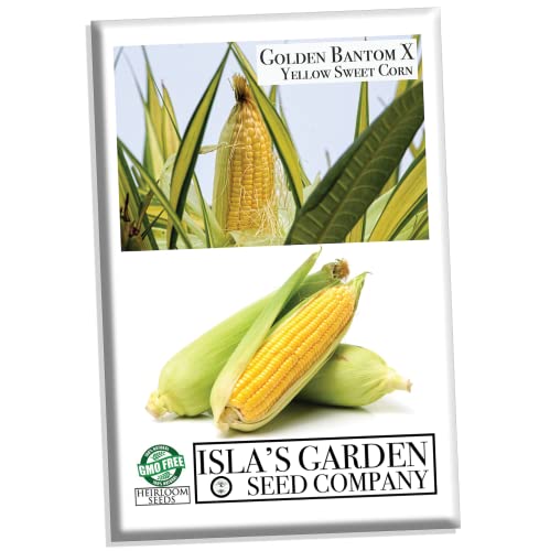 Golden X Bantom Corn Seeds for Planting, 50+ Heirloom Seeds Per Packet, (Isla's Garden Seeds), Non GMO Seeds, Botanical Name: Zea mays, Great Home Garden Gift