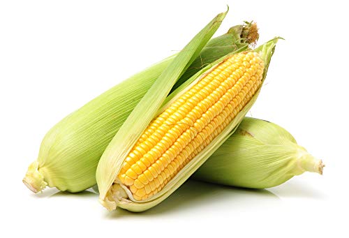 Golden X Bantom Corn Seeds for Planting, 50+ Heirloom Seeds Per Packet, (Isla's Garden Seeds), Non GMO Seeds, Botanical Name: Zea mays, Great Home Garden Gift