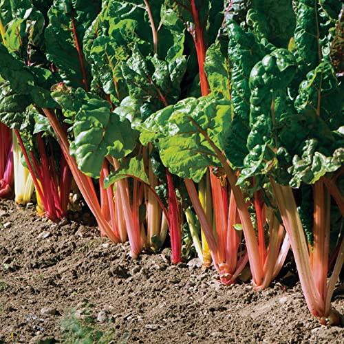 David's Garden Seeds Swiss Chard Bright Lights 7533 (Multi) 200 Non-GMO, Heirloom Seeds