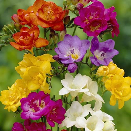 Outsidepride Freesia Garden Cut Flower Seed Mix for Vases, Bouquets - 100 Seeds