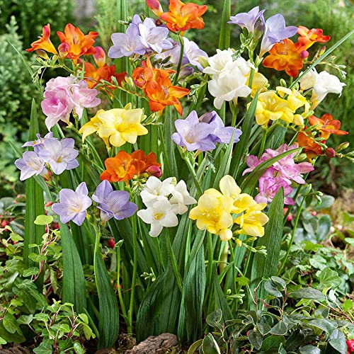 Outsidepride Freesia Garden Cut Flower Seed Mix for Vases, Bouquets - 100 Seeds