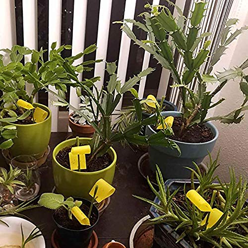 Fly Fruit Indoor Sticky Gnat Stakes Trap 50PCS Patio & Garden 2 Way Glue Broad