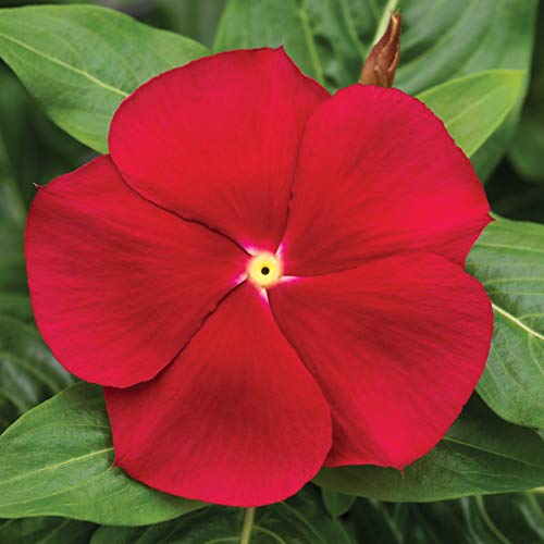 Outsidepride Vinca Periwinkle Cora Red Garden Flower, Ground Cover, & Container Plants - 25 Seeds