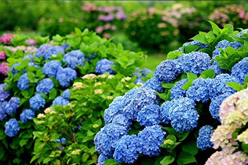 20+ Mixed Hydrangea Seeds Flowers Bush Plants Beautiful Smell Garden Decor Home Perennial
