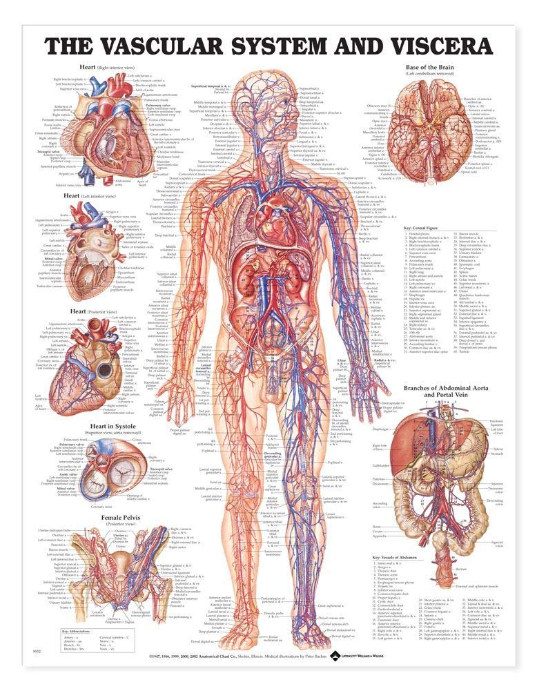 Vascular System and Viscera Anatomical Chart