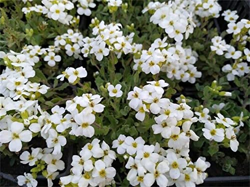 zcbang Creeping Thyme Seeds Mixed Color 200+Pcs Cress Perennial Ground Garden Cover Flowers