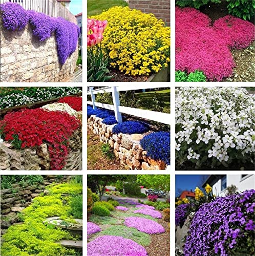 zcbang Creeping Thyme Seeds Mixed Color 200+Pcs Cress Perennial Ground Garden Cover Flowers