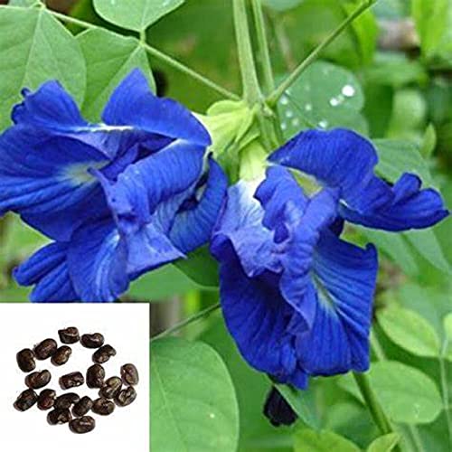 CHUXAY GARDEN 10 Seeds Blue Clitoria Ternatea,Asian Pigeonwings,Bluebellvine,Blue Pea,Butterfly Pea,Cordofan Pea,Darwin Pea Fabaceae Rare Blue Flowers Atract Butterflies Great for Garden
