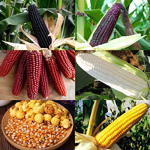 150+6Mix Corn Seeds for Planting Vegetables and Fruits,Glass Gem Corn Seeds ,Heirloom Seeds Non GMO Organic Garden Seeds