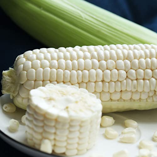150+6Mix Corn Seeds for Planting Vegetables and Fruits,Glass Gem Corn Seeds ,Heirloom Seeds Non GMO Organic Garden Seeds