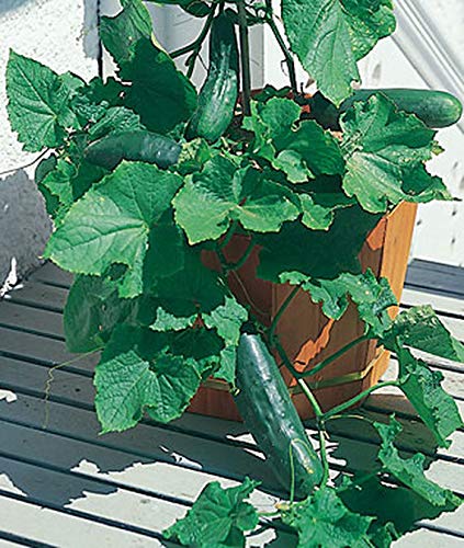 David's Garden Seeds Cucumber Slicing Spacemaster 9321 (Green) 50 Non-GMO, Heirloom Seeds