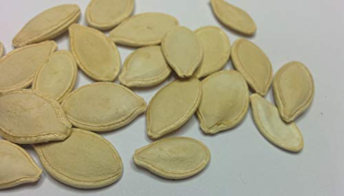 Pumpkin Seeds - Jack O'Lantern - Heirloom - The Original Carving Pumpkin - Liliana's Garden