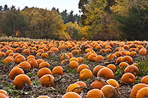 Pumpkin Seeds - Jack O'Lantern - Heirloom - The Original Carving Pumpkin - Liliana's Garden